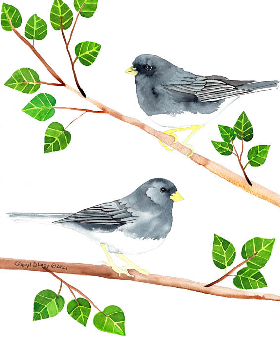 Original - Junco – Dancing Raven Designs